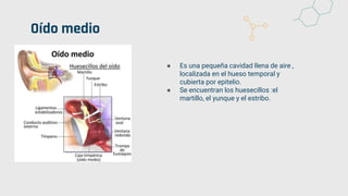 Anatomia y fisiologia del oído.pptx