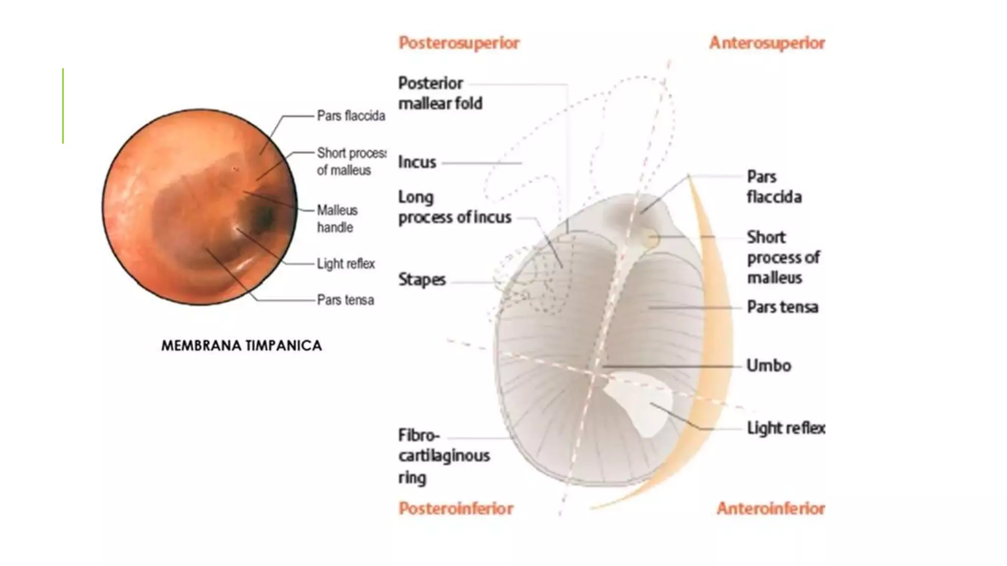 ANATOMIA Y FISIOLOGIA DEL OIDO.pptx