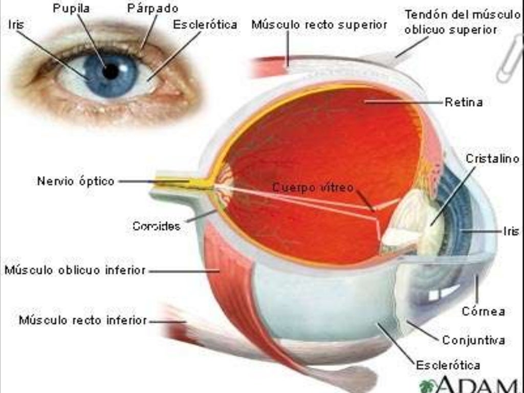 Anatomia y fisiologia del ojo