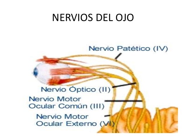 Anatomia y fisiologia del ojo1111