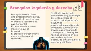 Anatomia y fisiologia de los bronquios.pdf