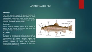ANATOMIA_Y_FISIOLOGIA_DEL_PEZ.pp..... tx | PPTX