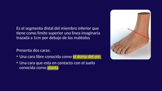 anatomia y fisiologia del pie ortopediaaaaaa.pptx