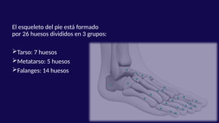 anatomia y fisiologia del pie ortopediaaaaaa.pptx