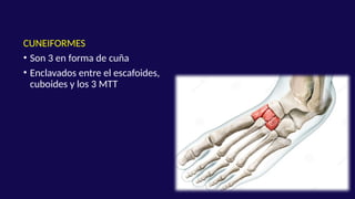 anatomia y fisiologia del pie ortopediaaaaaa.pptx