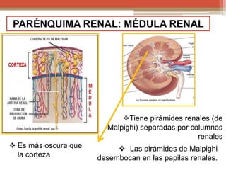 Anatomia y fisiologia del Riñon | PPTX