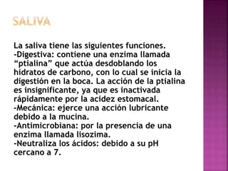Anatomia y fisiologia del sistema digestivo | PPTX