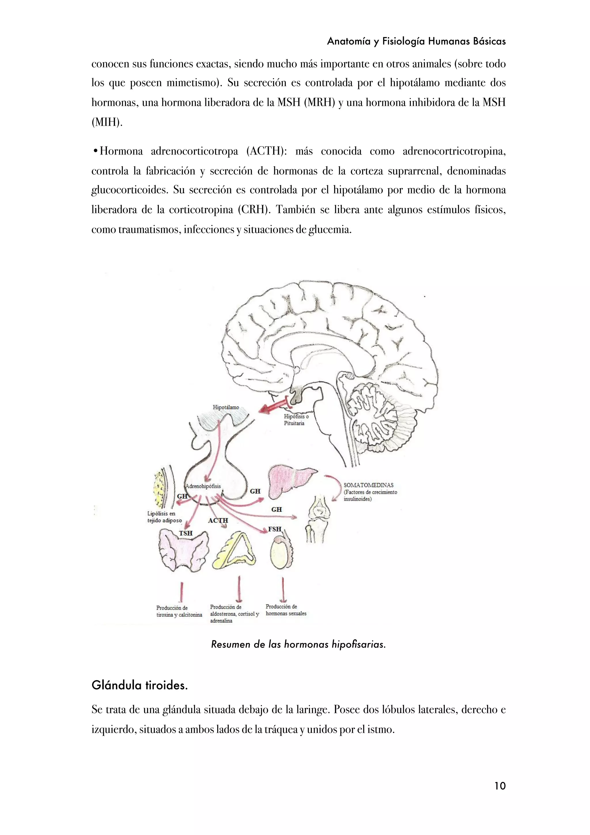 Anatomia y fisiologia del sistema endocrino | PDF