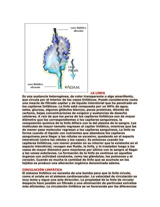 Anatomia y fisiologia del sistema linfatico | DOC