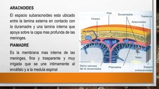 Anatomia y fisiologia del sistema nervioso | PPTX