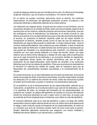 ANATOMIA Y FISIOLOGIA DEL SISTEMA REPRODUCTIVO EN EQUINOS (YULEIDYS).pdf