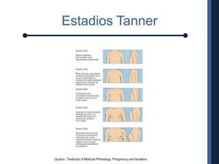 Anatomia y fisiologia de mama | PPTX