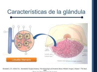 Anatomia y fisiologia de mama | PPTX