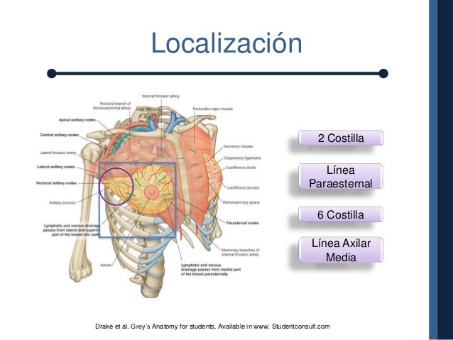 Anatomia y fisiologia de mama