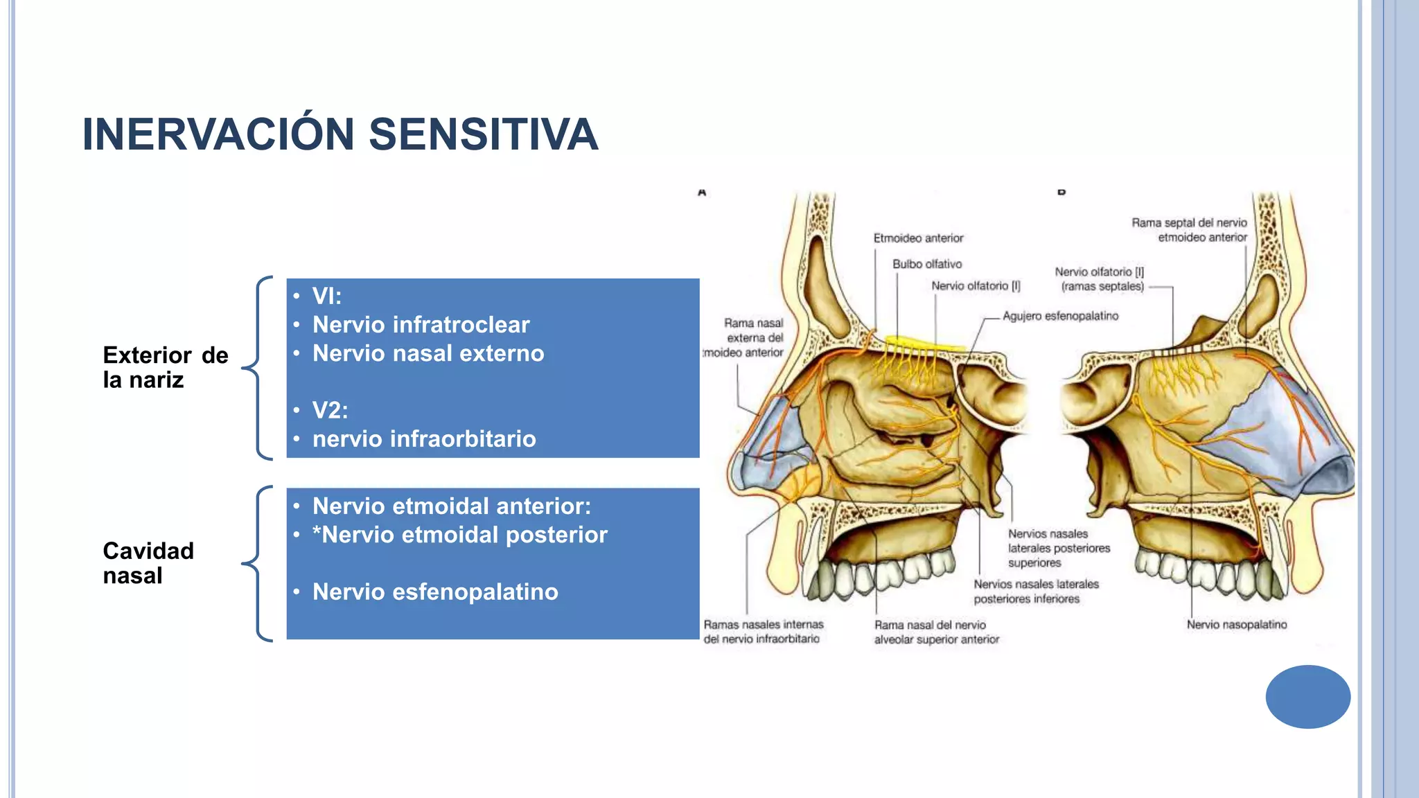 Anatomia y fisiologia_de_nariz | PPTX