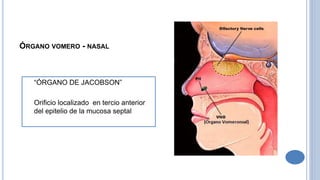 Anatomia y fisiologia_de_nariz | PPTX