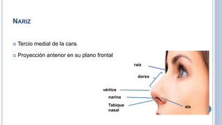 Anatomia y fisiologia_de_nariz | PPTX