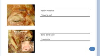 Anatomia y fisiologia_de_nariz | PPTX