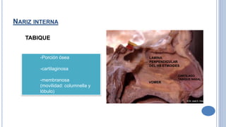 Anatomia y fisiologia_de_nariz | PPTX
