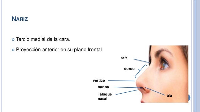 Anatomia y fisiologia_de_nariz