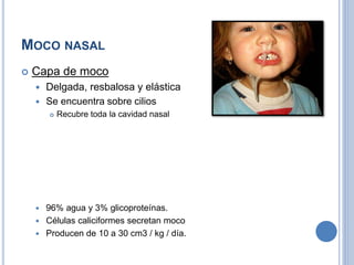 Anatomia_y_fisiologia_de_nariz.pptx