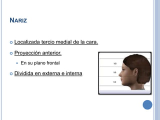 Anatomia_y_fisiologia_de_nariz.pptx