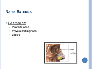 Anatomia_y_fisiologia_de_nariz.pptx