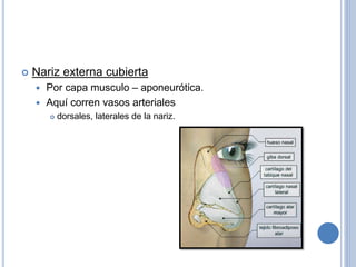 Anatomia_y_fisiologia_de_nariz.pptx