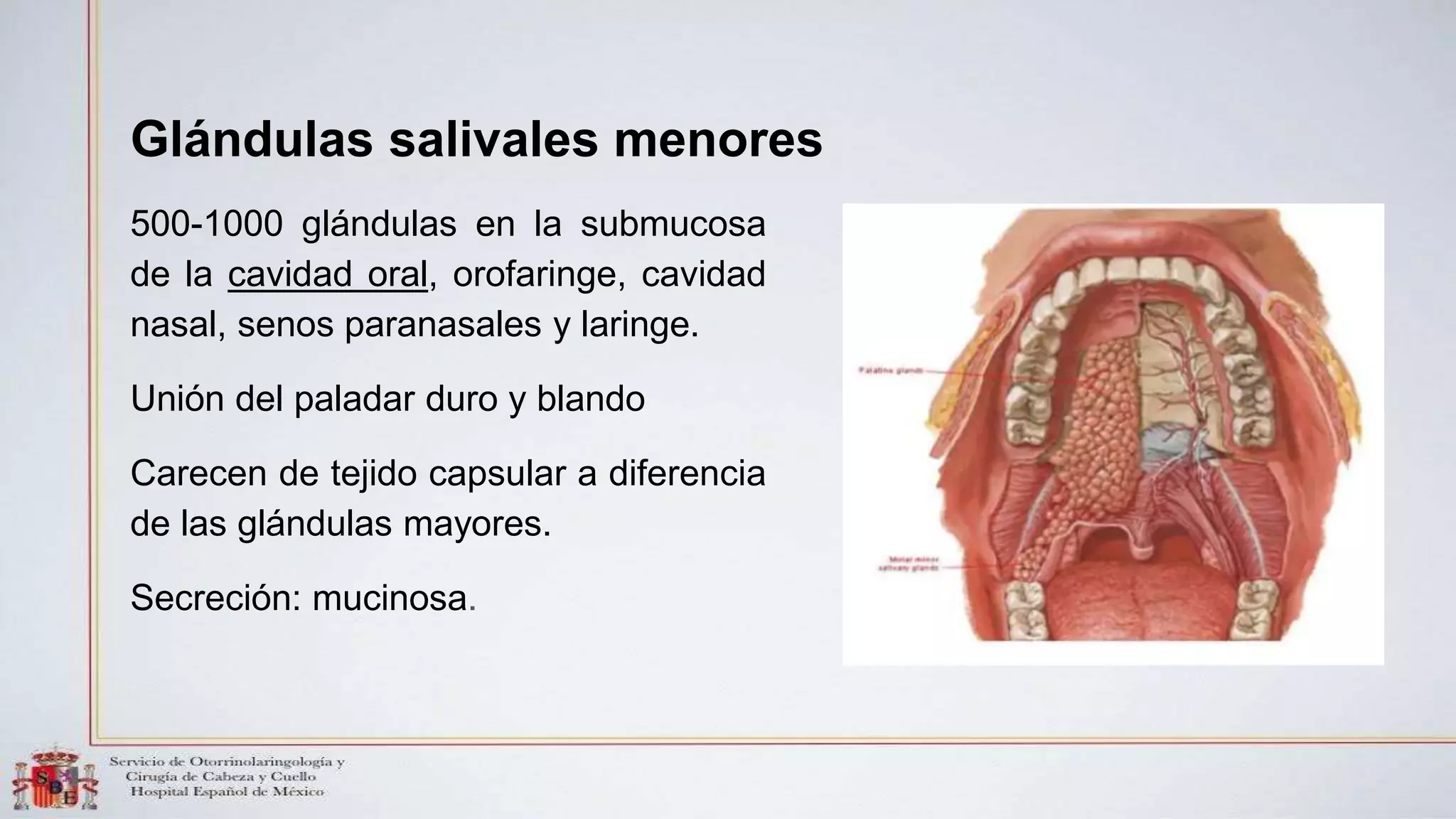 Anatomía y fisiología de orofaringe, glándulas salivales y laringe..pptx
