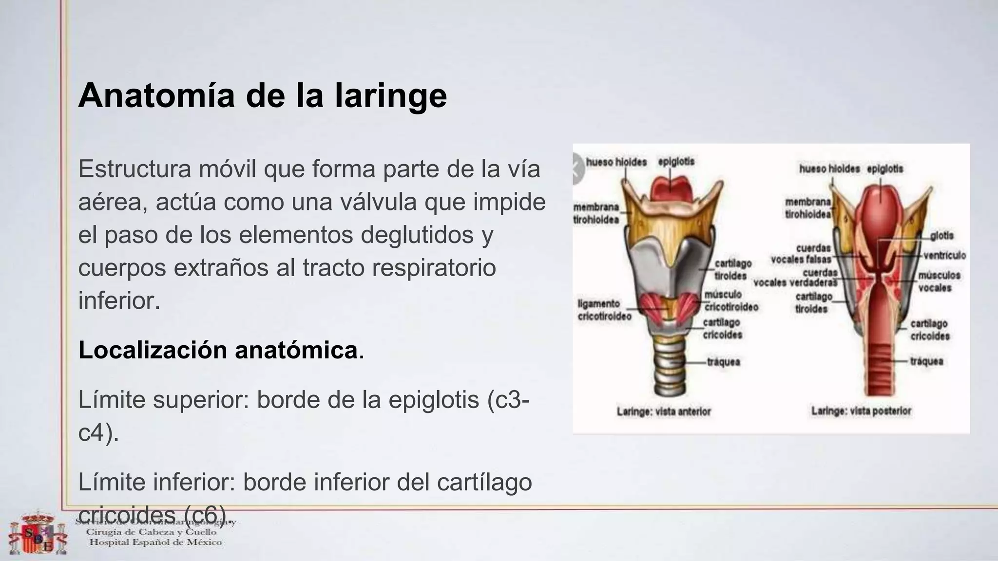 Anatomía y fisiología de orofaringe, glándulas salivales y laringe..pptx