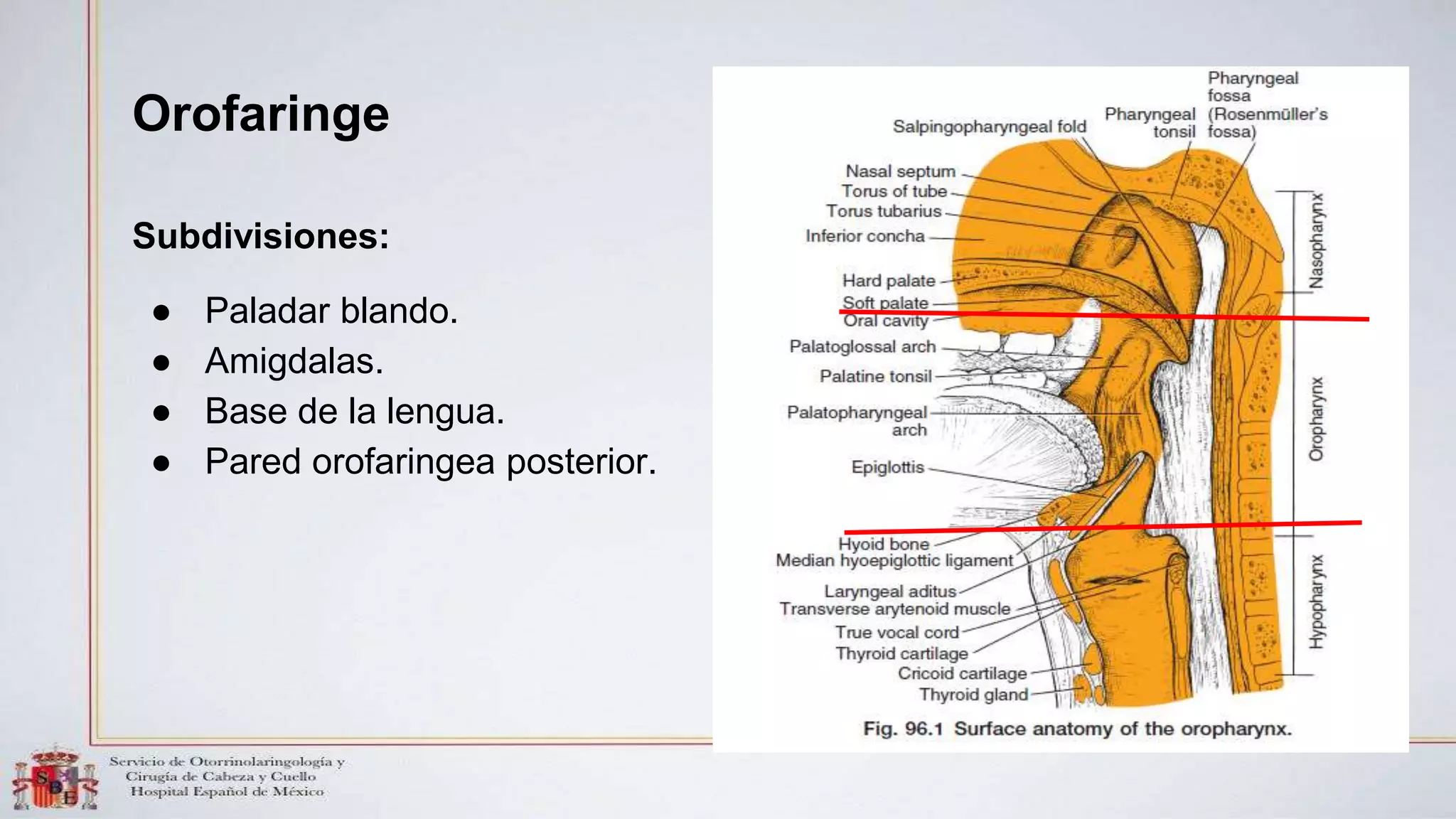 Anatomía y fisiología de orofaringe, glándulas salivales y laringe..pptx