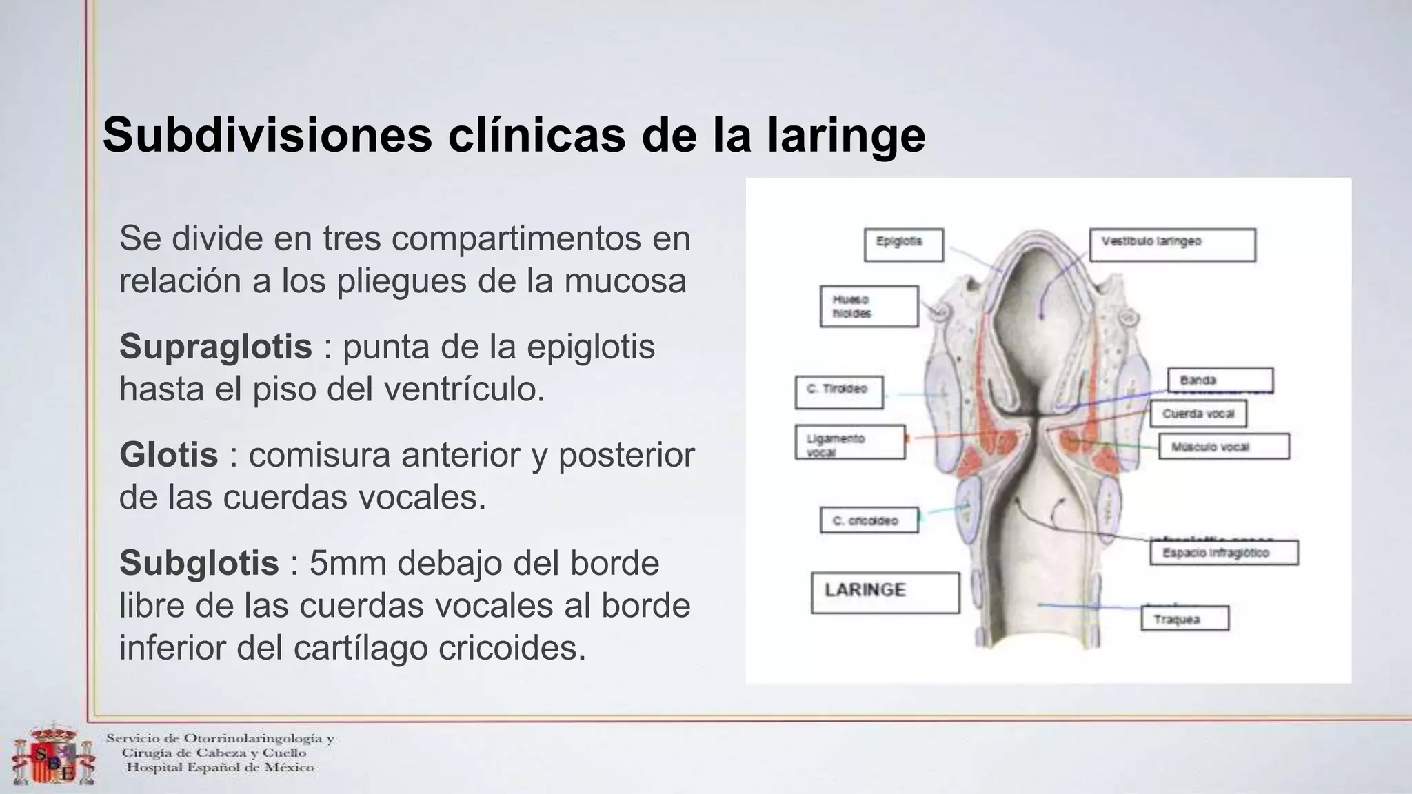 Anatomía y fisiología de orofaringe, glándulas salivales y laringe..pptx