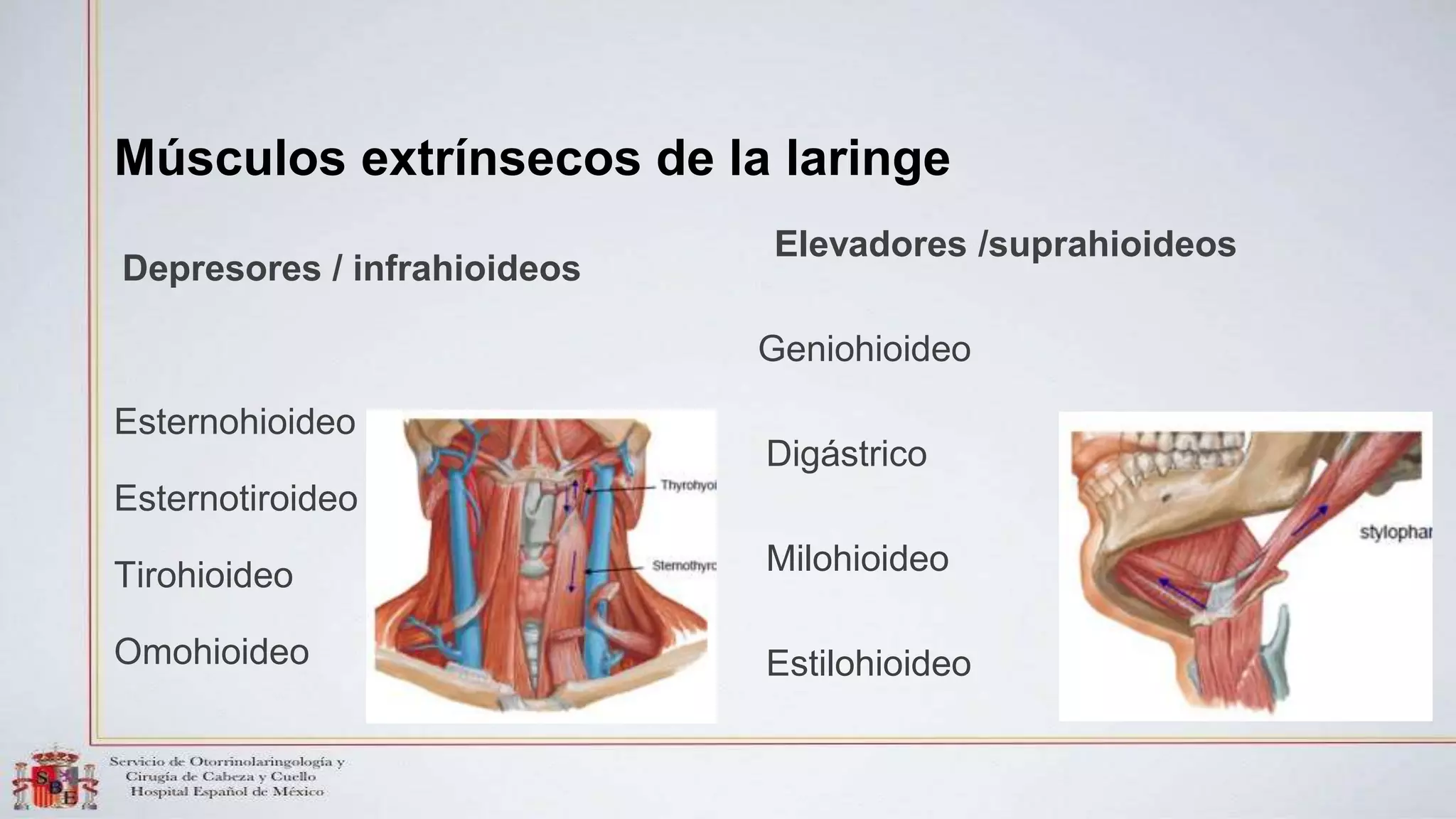 Anatomía y fisiología de orofaringe, glándulas salivales y laringe..pptx