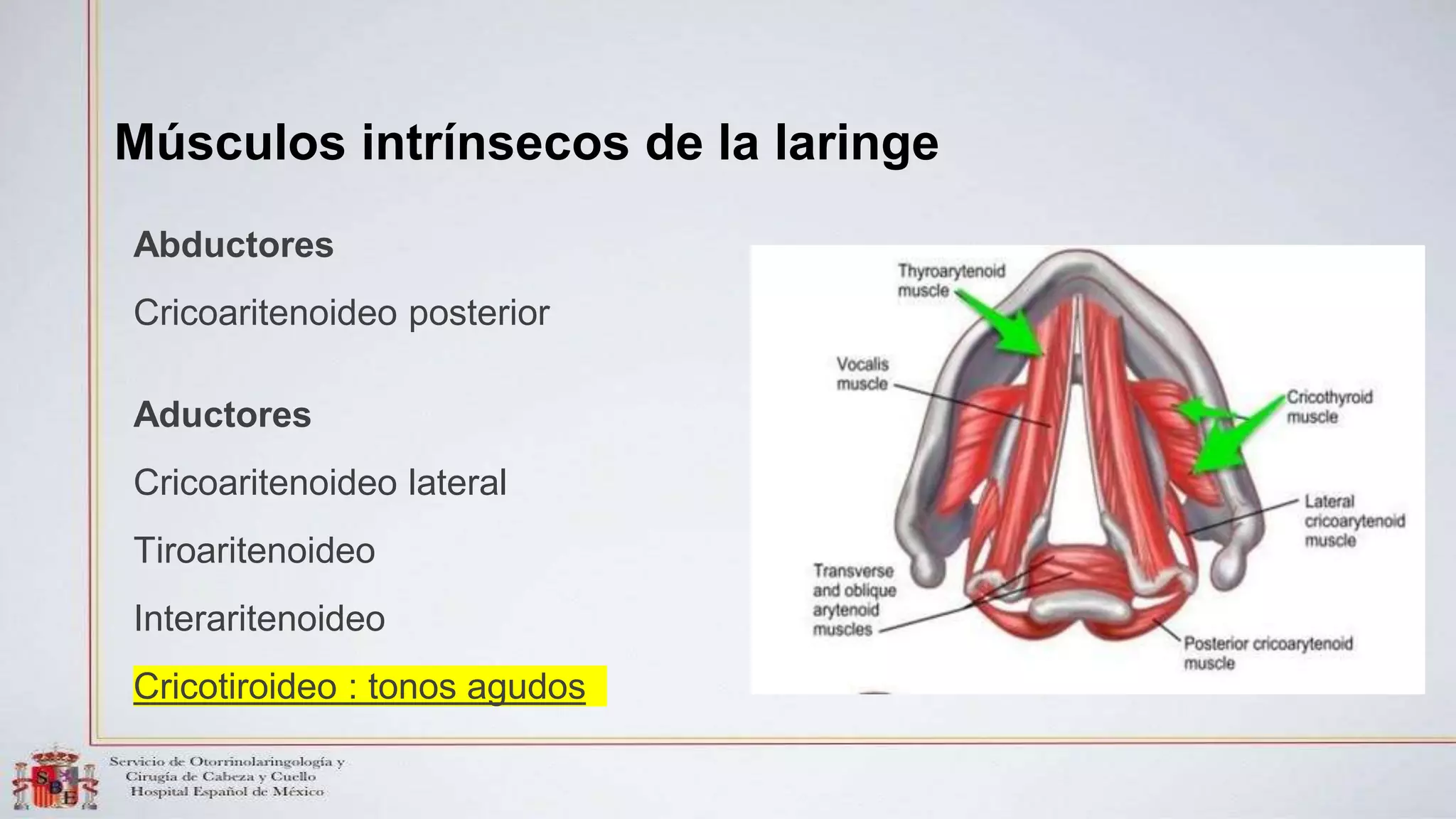 Anatomía y fisiología de orofaringe, glándulas salivales y laringe..pptx