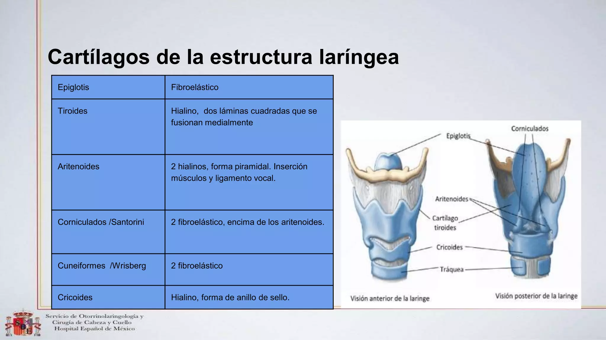 Anatomía y fisiología de orofaringe, glándulas salivales y laringe..pptx