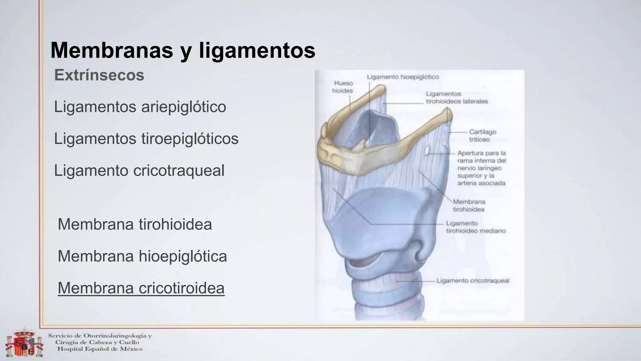 Anatomía y fisiología de orofaringe, glándulas salivales y laringe..pptx