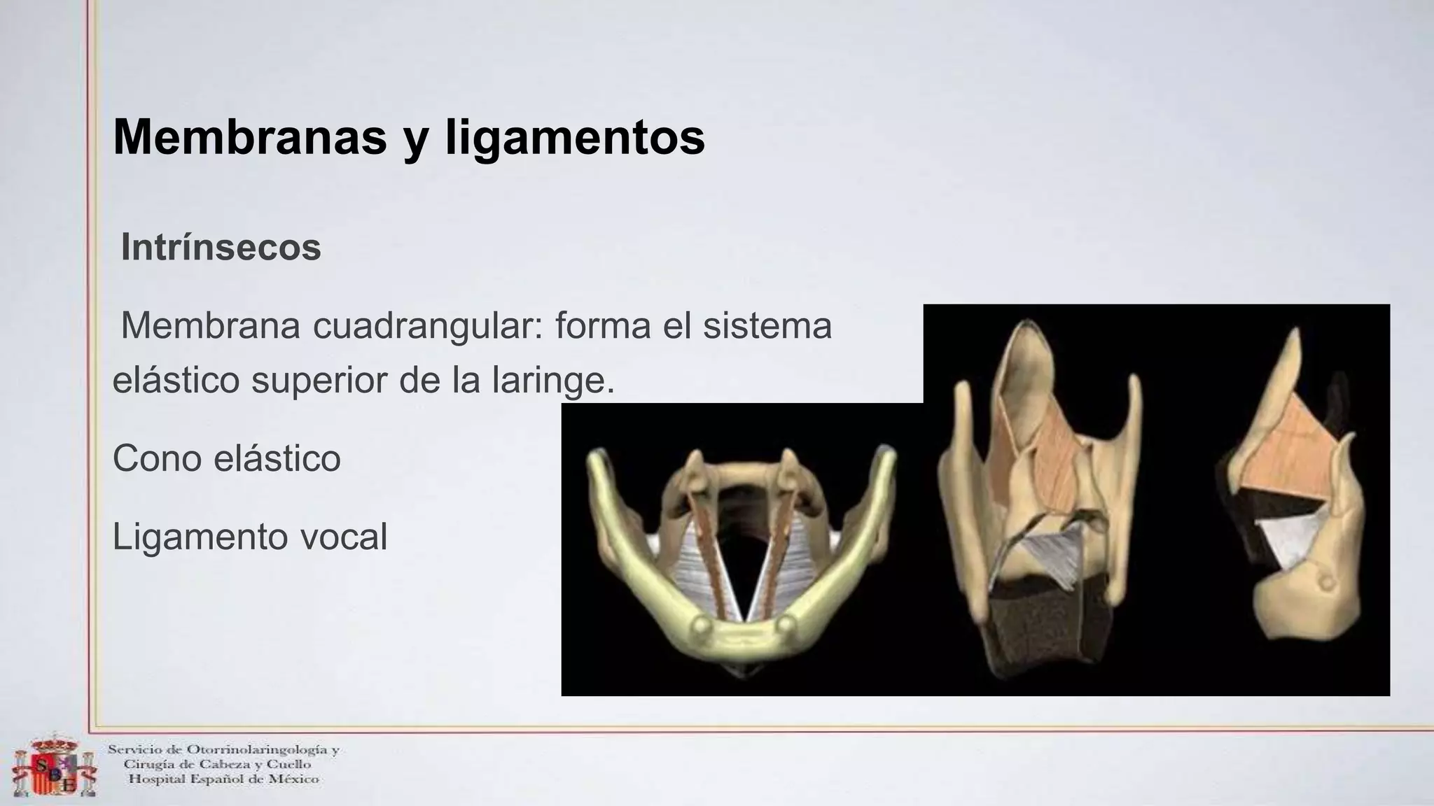 Anatomía y fisiología de orofaringe, glándulas salivales y laringe..pptx
