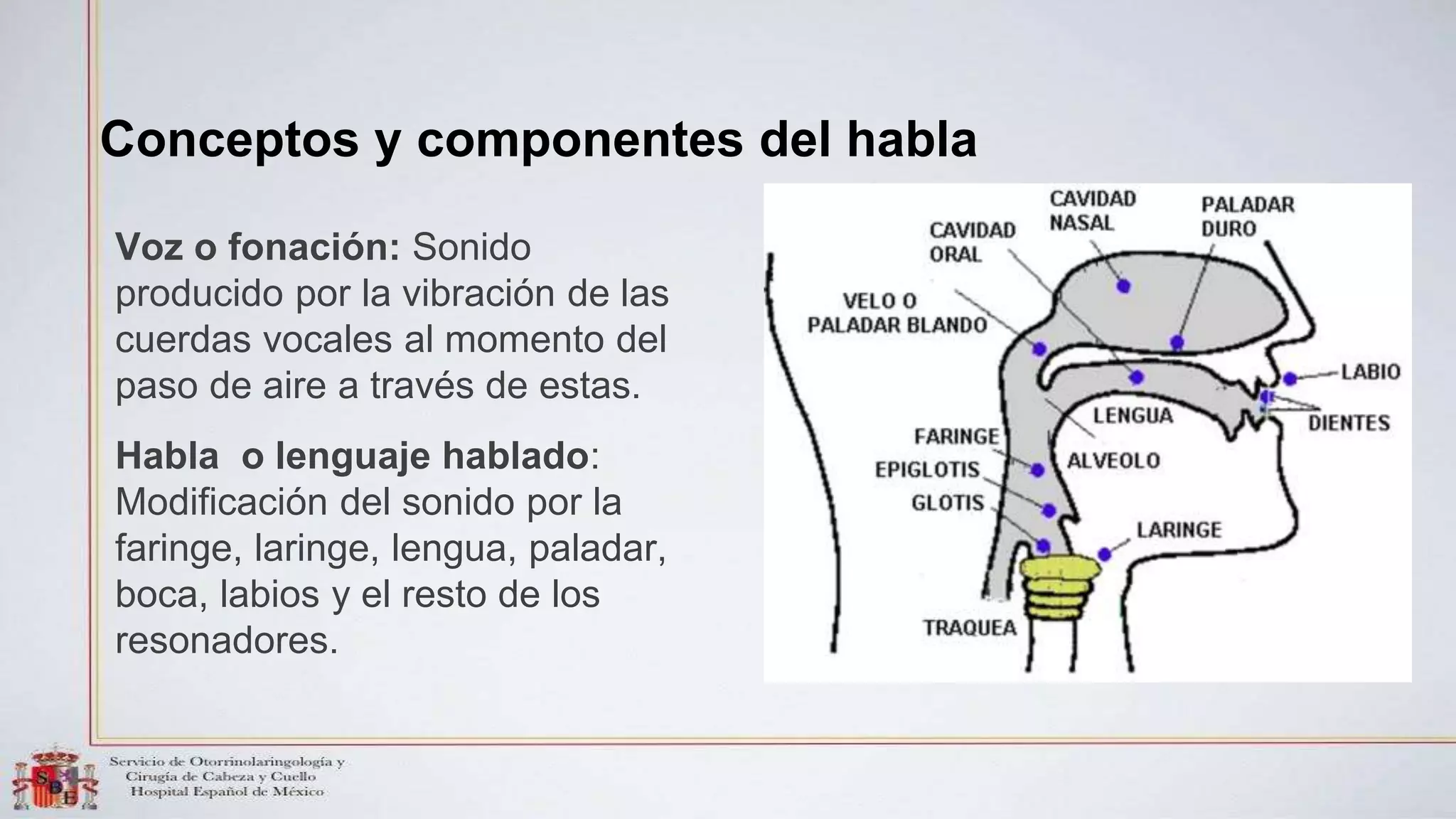 Anatomía y fisiología de orofaringe, glándulas salivales y laringe..pptx
