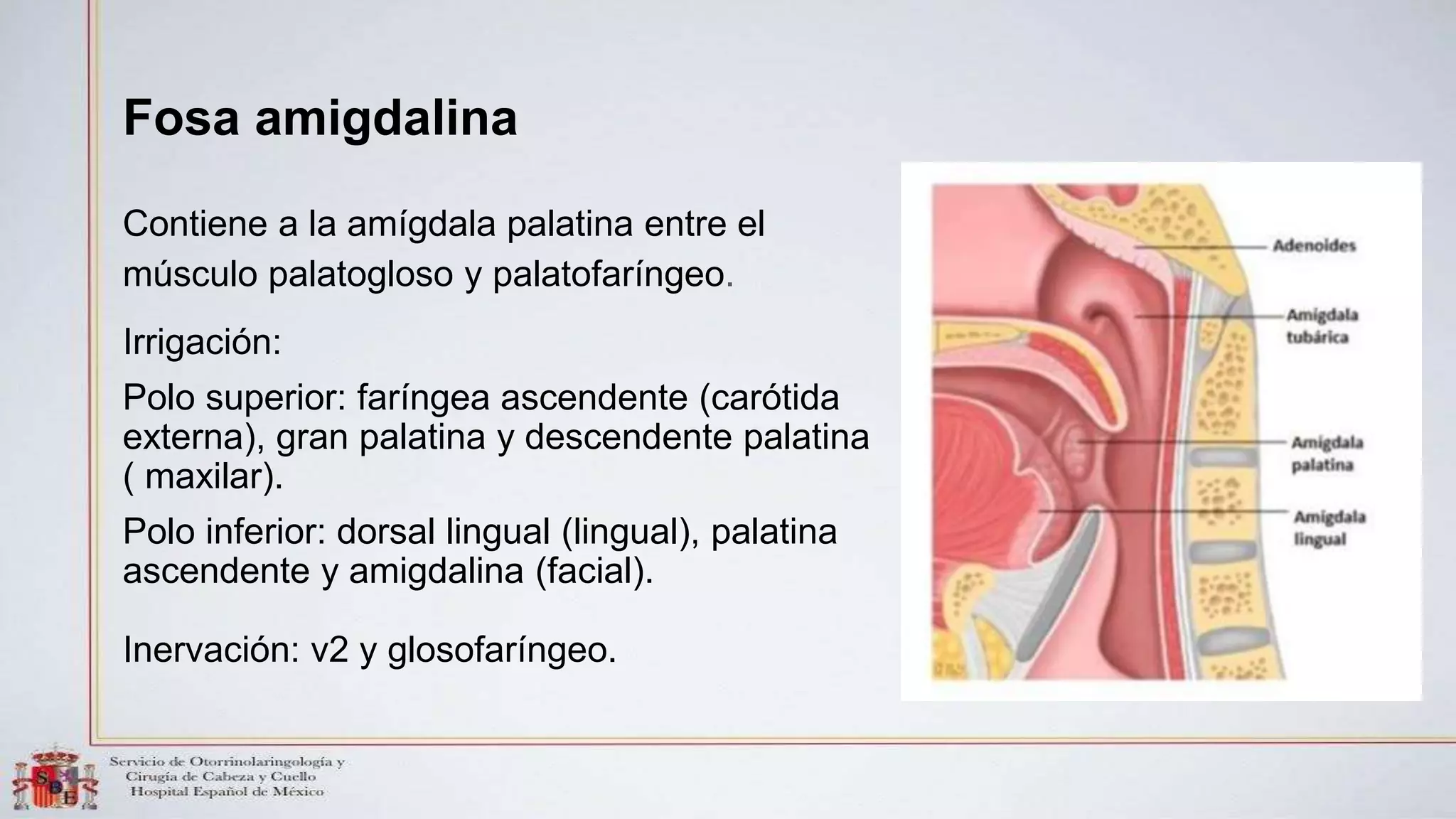 Anatomía y fisiología de orofaringe, glándulas salivales y laringe..pptx