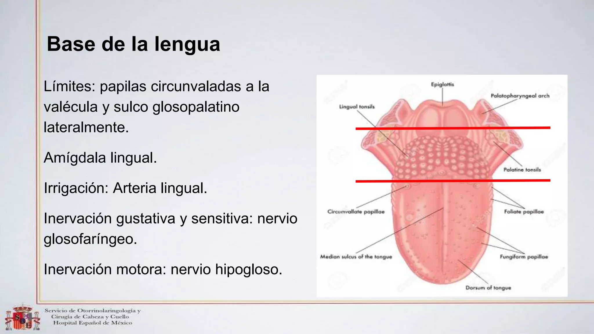 Anatomía y fisiología de orofaringe, glándulas salivales y laringe..pptx