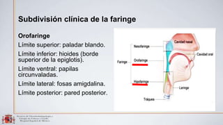 Anatomía y fisiología de orofaringe, glándulas salivales y laringe..pptx