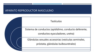 Anatomiay fisiologia de sistema reproductor masculino y femenino | PPTX ...