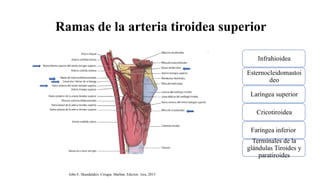 ANATOMIA Y FISIOLOGIA DE LA GLANDULA TIROIDES.pptx