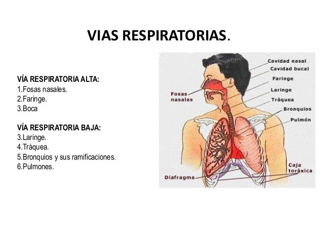 Anatomia Y Fisiologia De Vias Respiratorias