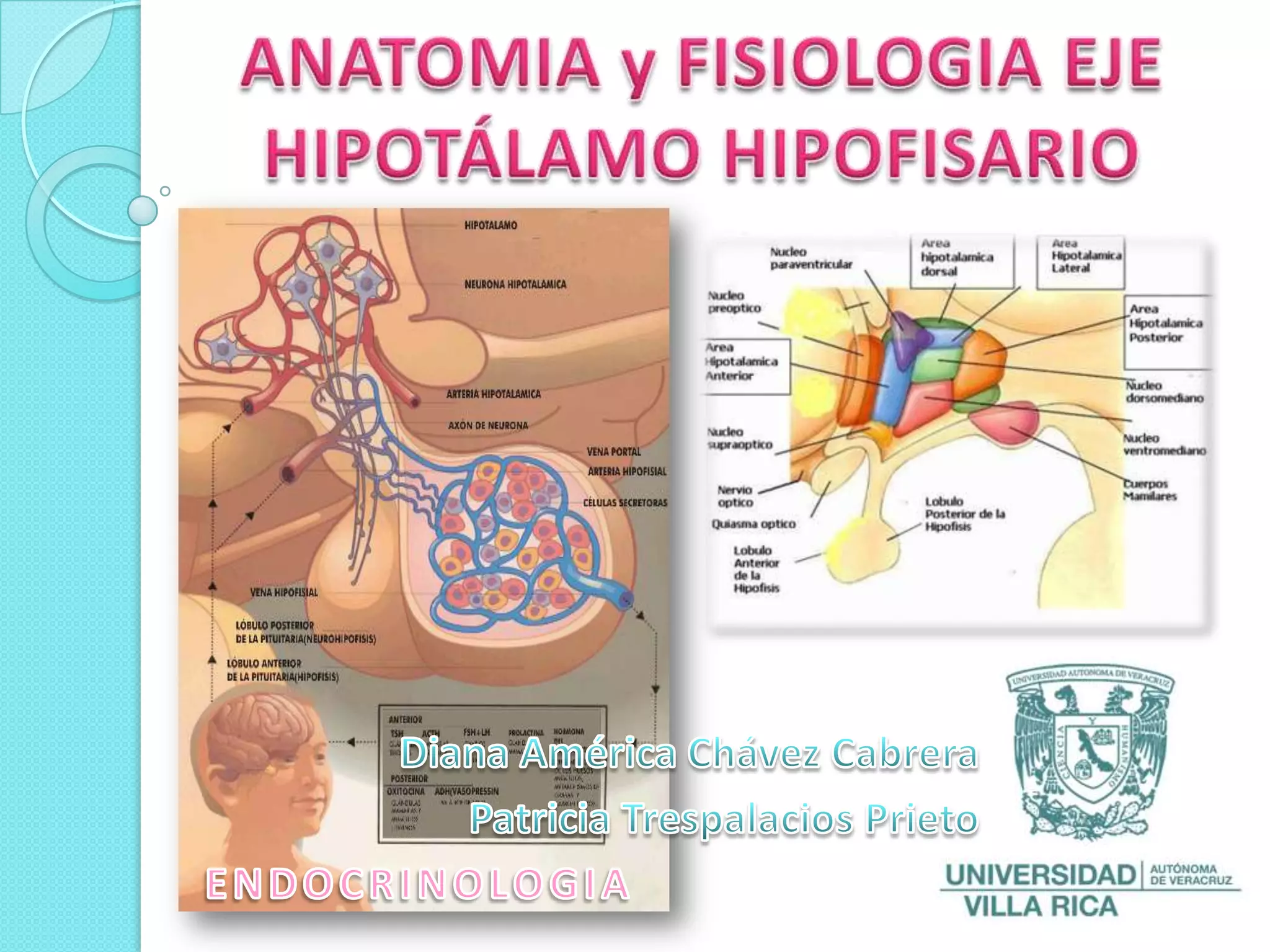 Anatomia Y Fisiologia Eje HipotáLamo Hipofisario | PPT