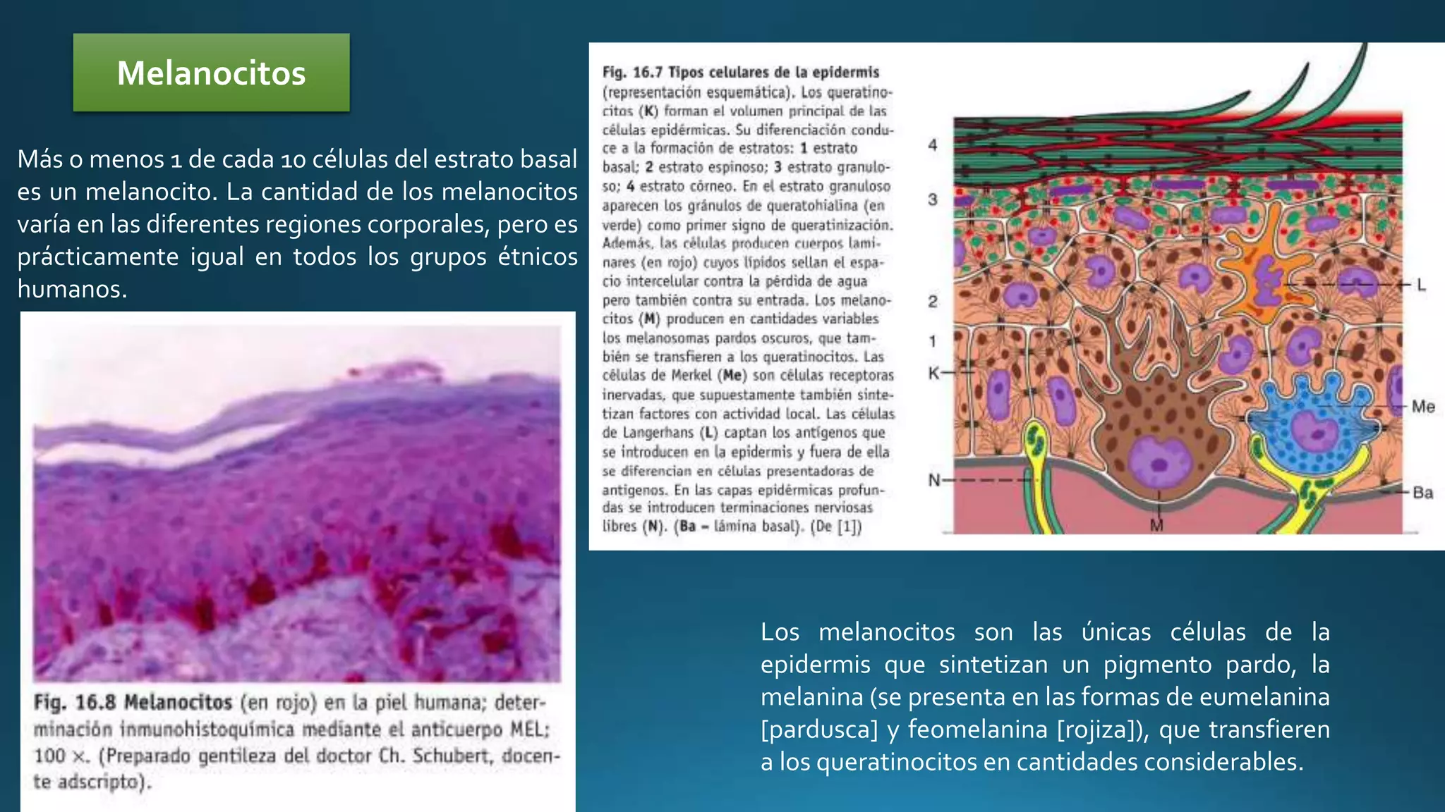 Anatomía y fisiología general de la piel.pptx