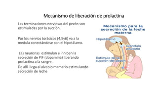 Anatomia y fisiologia glandula mamaria | PPTX