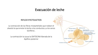 Anatomia y fisiologia glandula mamaria | PPTX