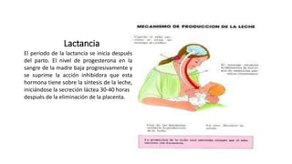 Anatomia y fisiologia glandula mamaria | PPTX