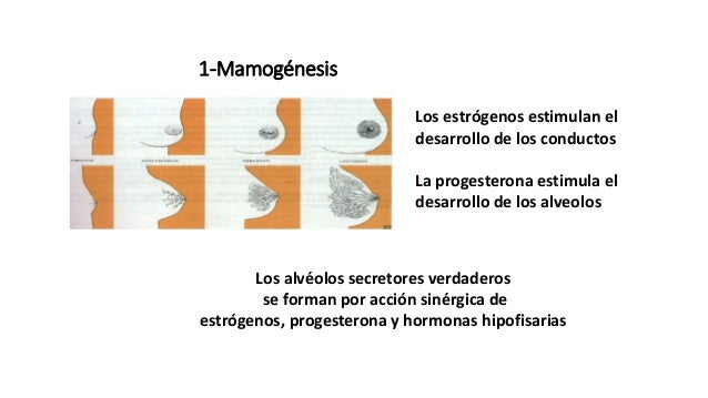 Anatomia y fisiologia glandula mamaria